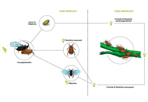 Ciclo Biologico Afidi | Syngenta Italia