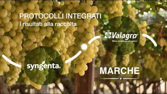 Protocolli di difesa Syngenta-Valagro | Syngenta Italia